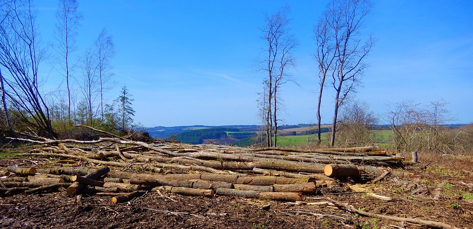 Nature Forestry Deforestation - Free photo on Pixabay - Pixabay