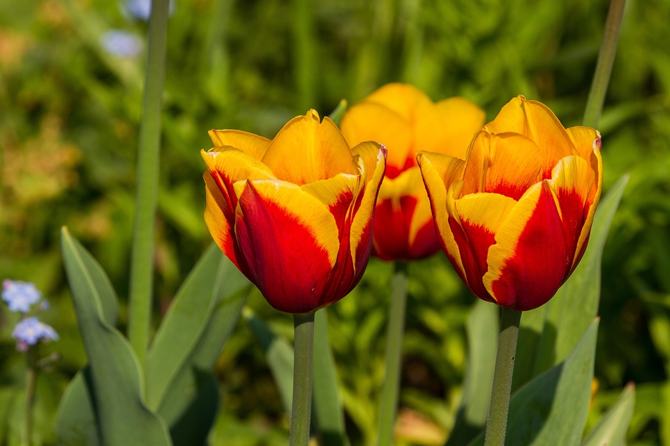 Tulpe Rot-Geld - Free photo on Pixabay