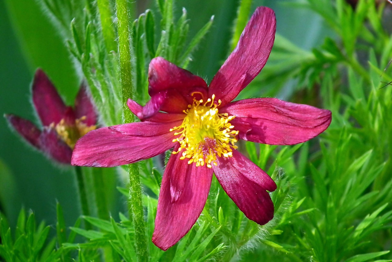 Plus de 70 photos gratuites de Veľká Sasanka et de Nature - Pixabay