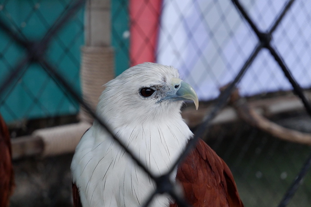 Burung Pemangsa Kurungan - Foto gratis di Pixabay - Pixabay