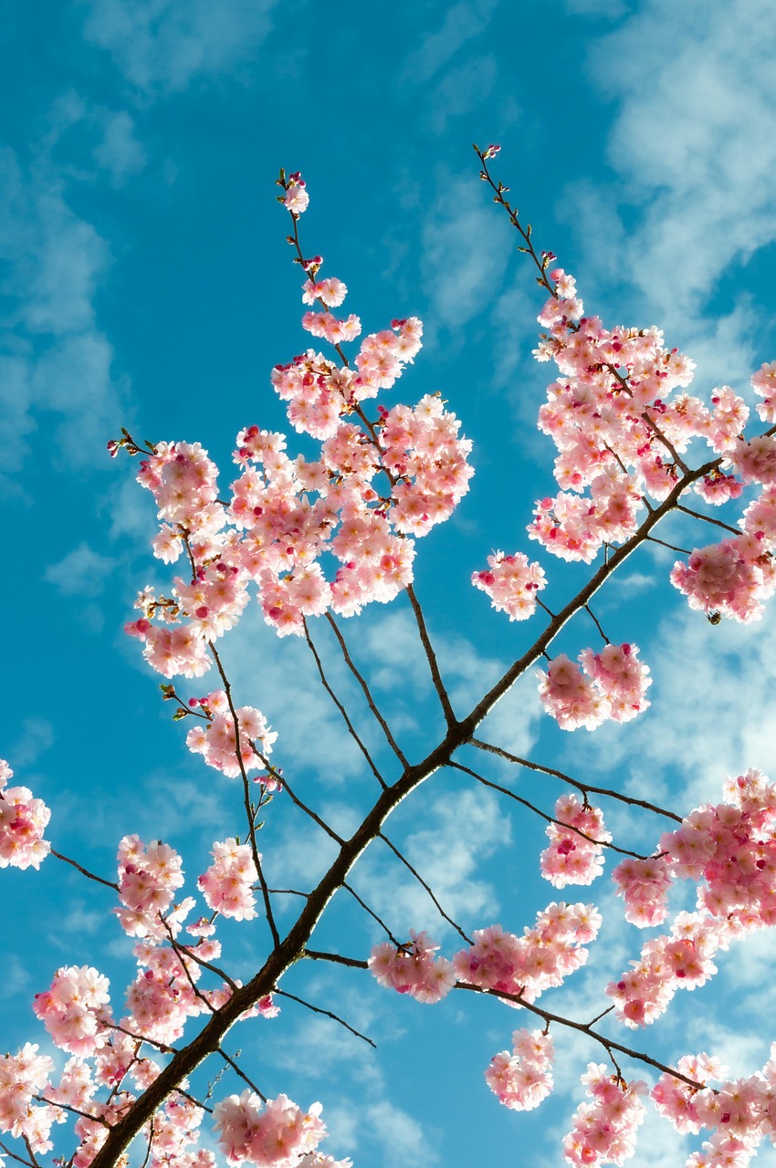 Sakura Spring Bloom - Free photo on Pixabay - Pixabay