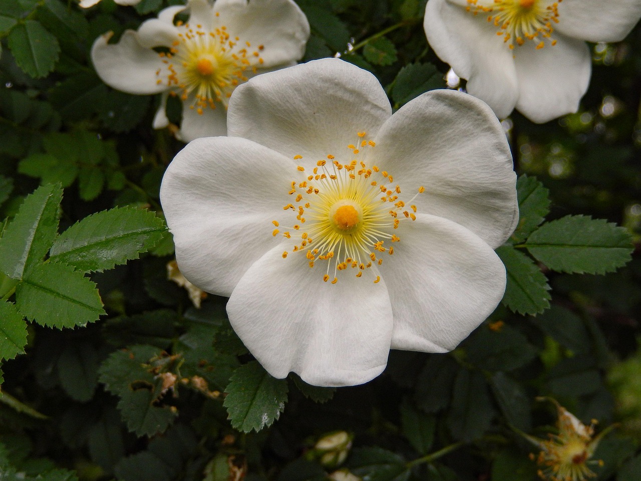 Heckenrose Rosa Corymbifera - Kostenloses Foto auf Pixabay - Pixabay