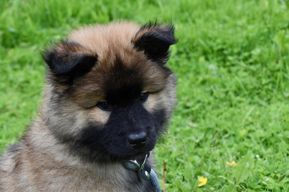 Dog Puppy Young Bitch - Free photo on Pixabay