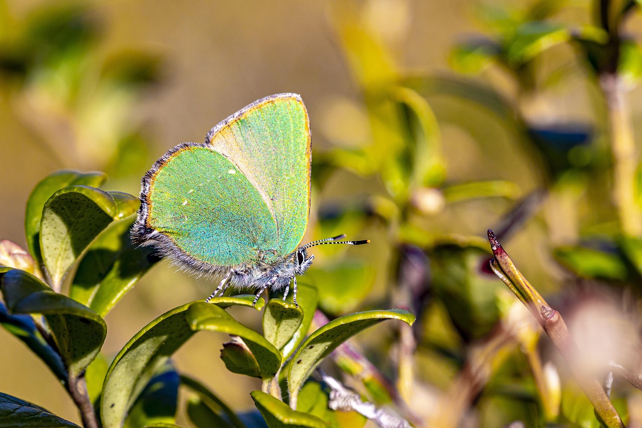 녹색 Hairstreak Callophrys Rubi 자연 - Pixabay의 무료 사진 - Pixabay
