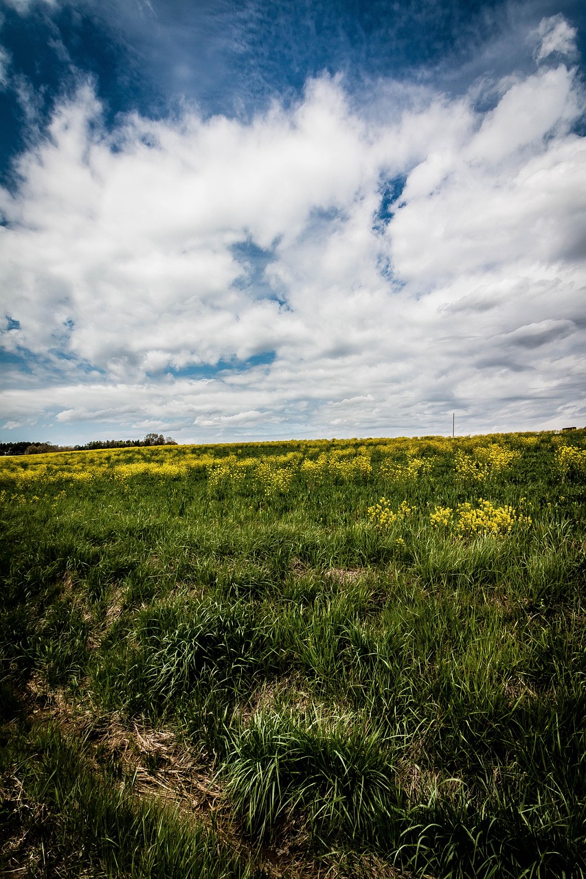 Sur Le Terrain Vert Paysage - Photo gratuite sur Pixabay - Pixabay