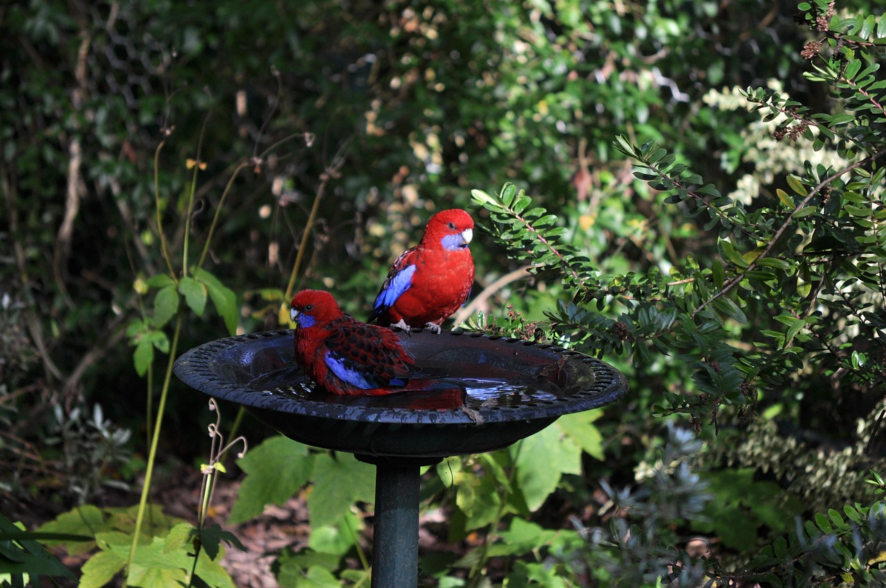 Australian Birds Morning - Free photo on Pixabay - Pixabay