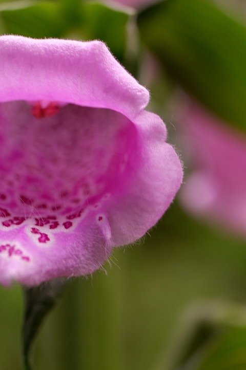 Foxglove Flower Oregon - Free photo on Pixabay - Pixabay
