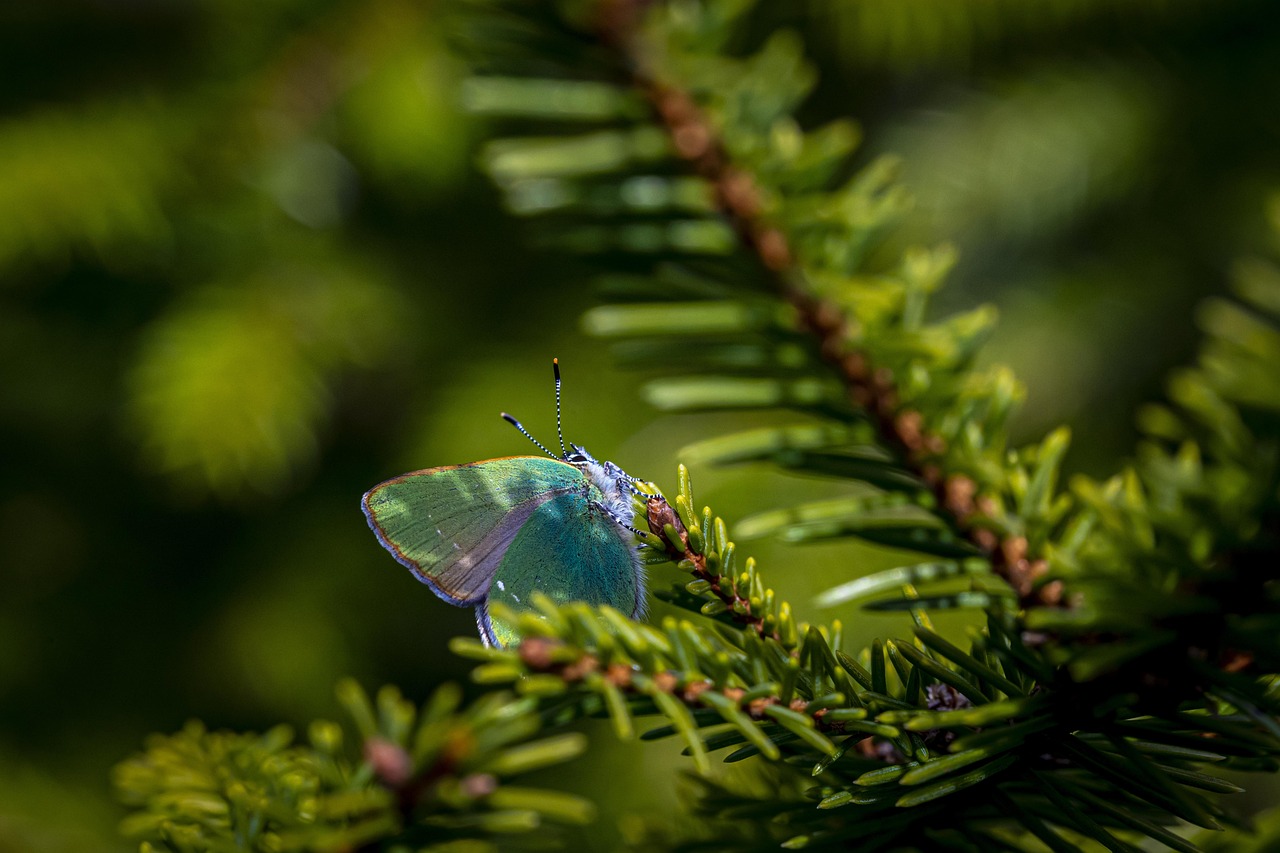 녹색 Hairstreak Callophrys Rubi 자연 - Pixabay의 무료 사진 - Pixabay