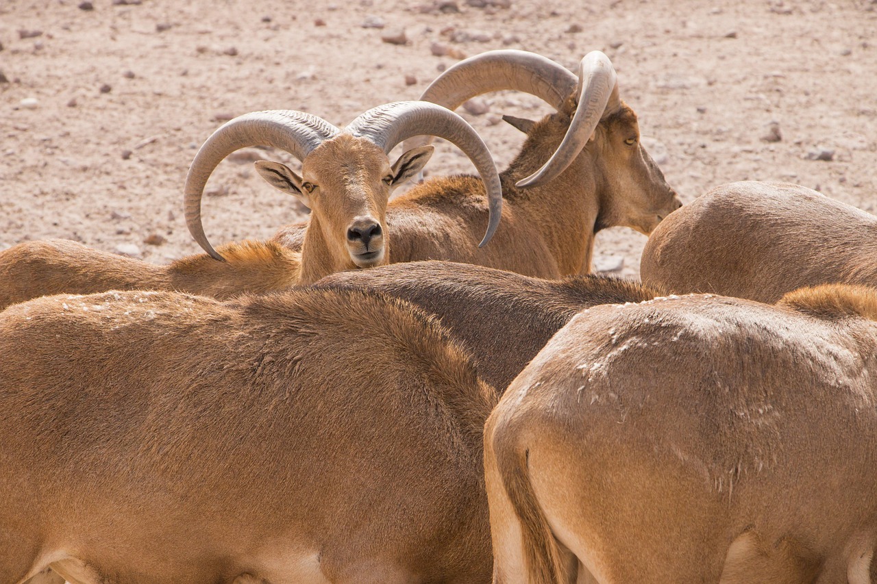 Barbary Sheep