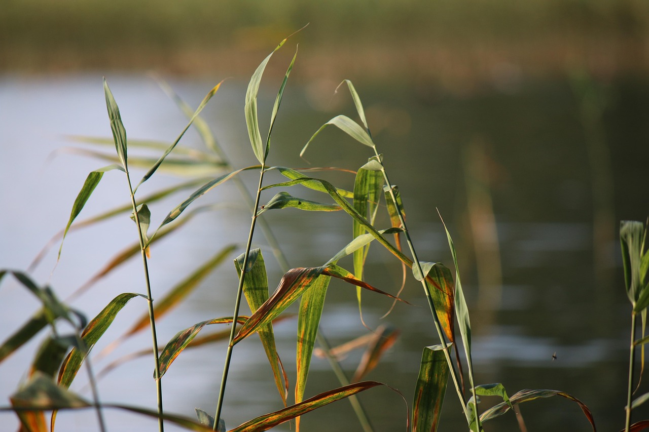 500+ Free Sleet & Nature Images - Pixabay