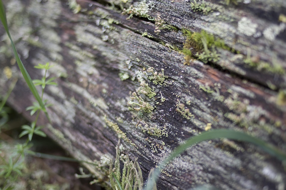 Lichen Detail Macro - Free photo on Pixabay - Pixabay
