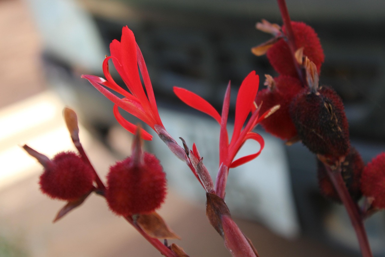 Zambia Mawar Alam - Foto gratis di Pixabay - Pixabay