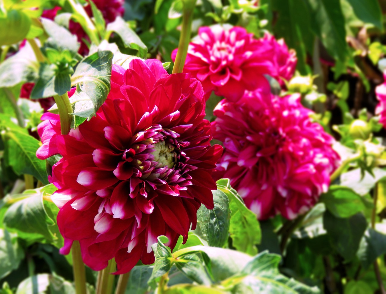 Flor Crisântemo Planta - Foto gratuita no Pixabay - Pixabay