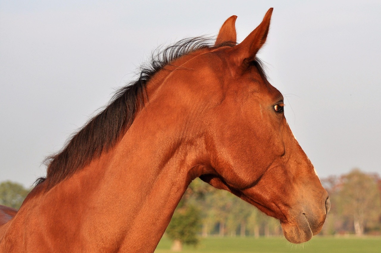 Meer dan 100 gratis afbeeldingen van Paardenhoofd en Paard - Pixabay
