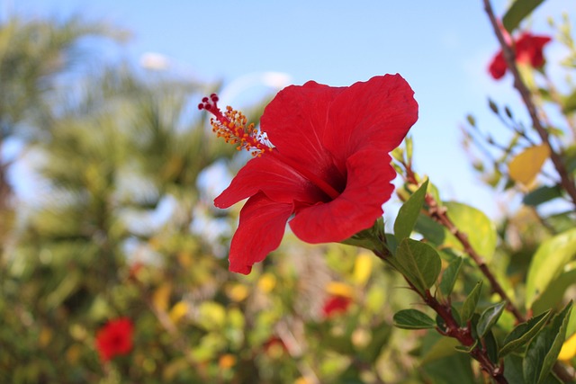 The Port Of Santa Maria Flowers - Free photo on Pixabay - Pixabay