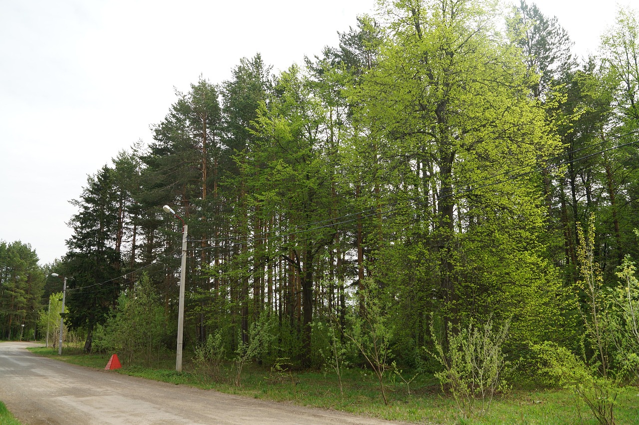 Road Forest Greens - Free photo on Pixabay