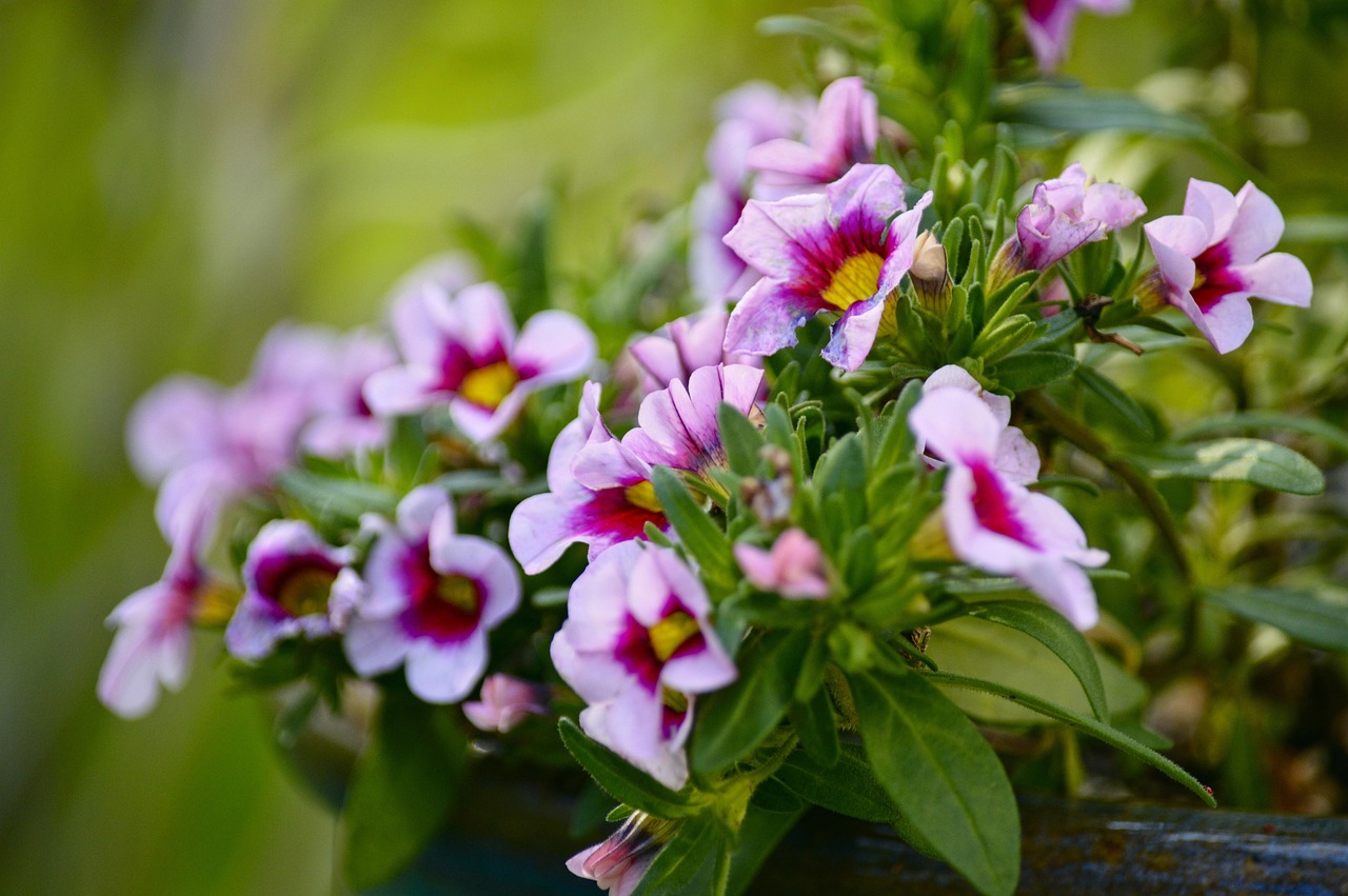 10+ Free Calibrachoa & Flower Images - Pixabay