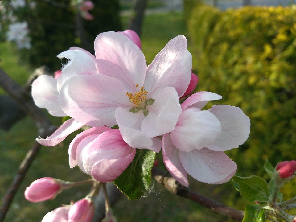 Apple Flower Pink - Free photo on Pixabay - Pixabay