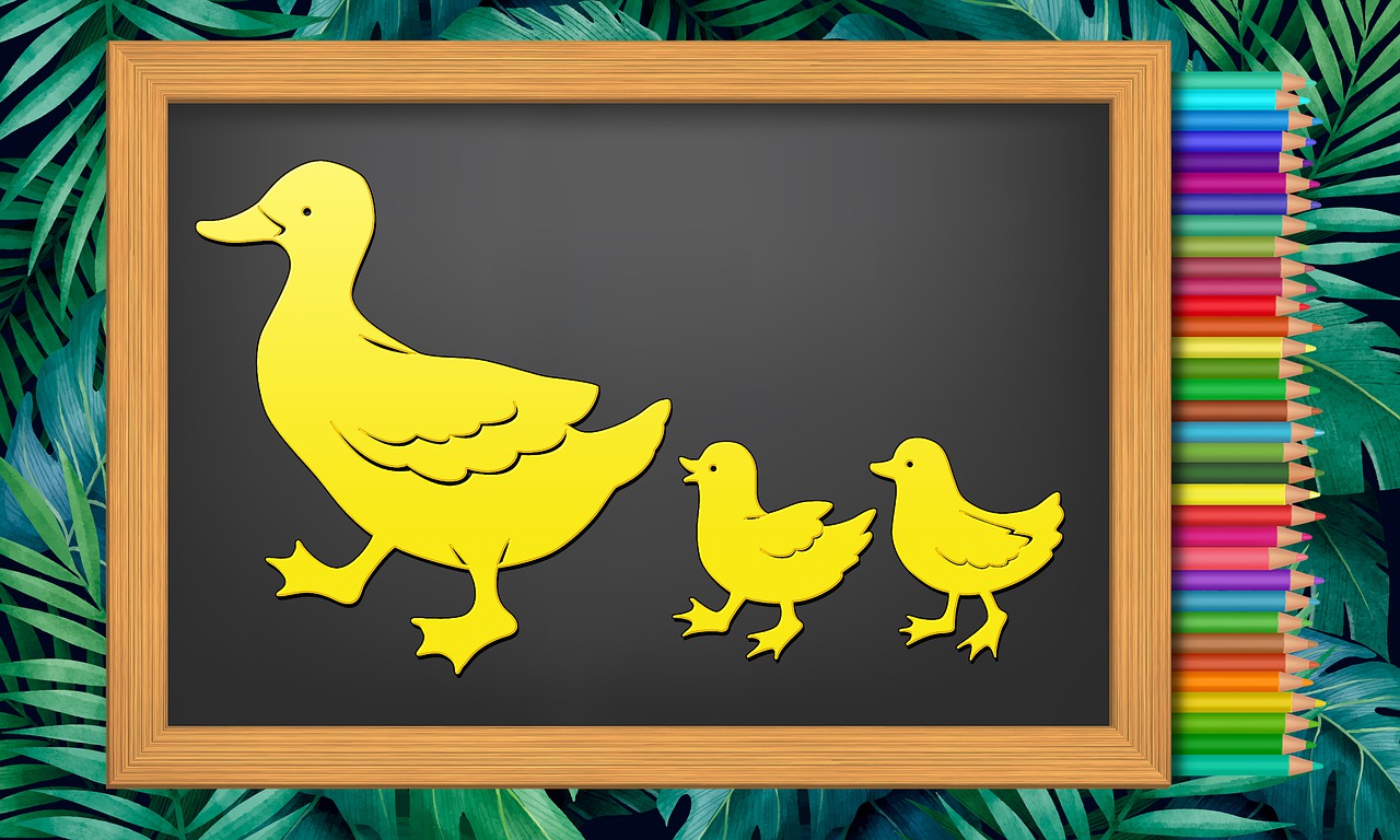 Canard Colvert Animal - Image gratuite sur Pixabay - Pixabay