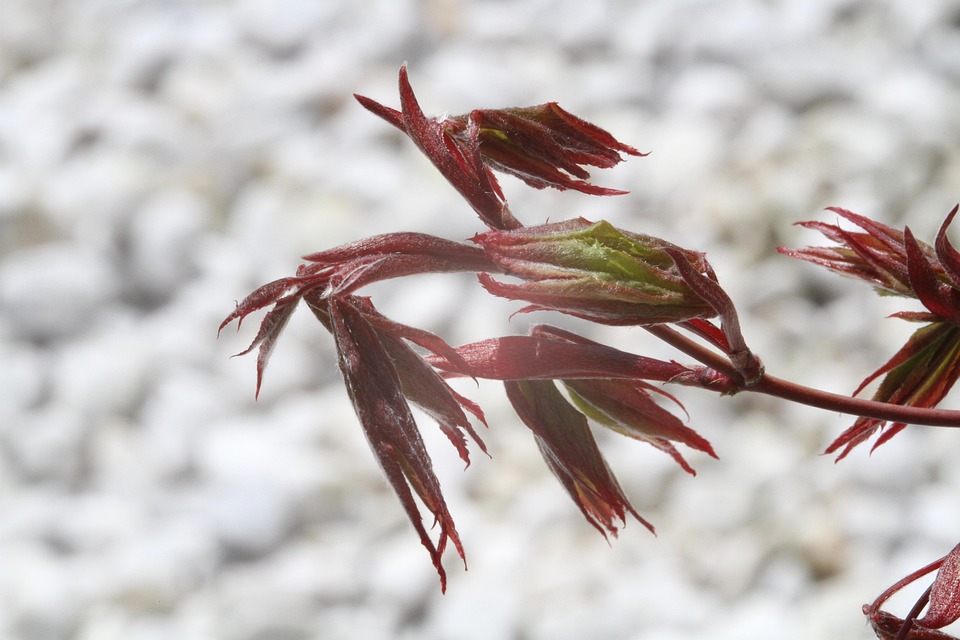Japanischer Ahorn Acer Palmatum - Free photo on Pixabay