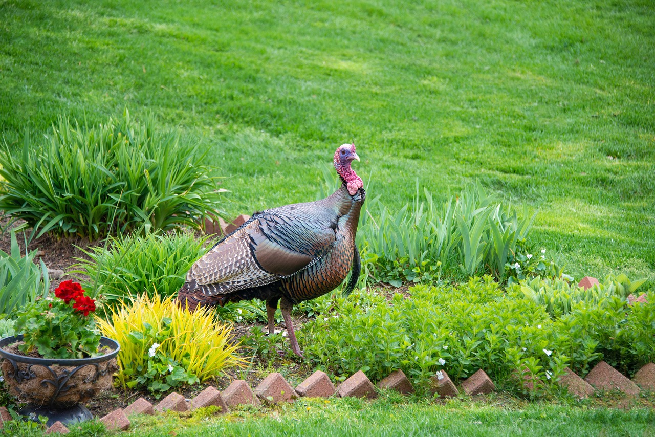 Wildlife Turkeys Birds - Free photo on Pixabay - Pixabay