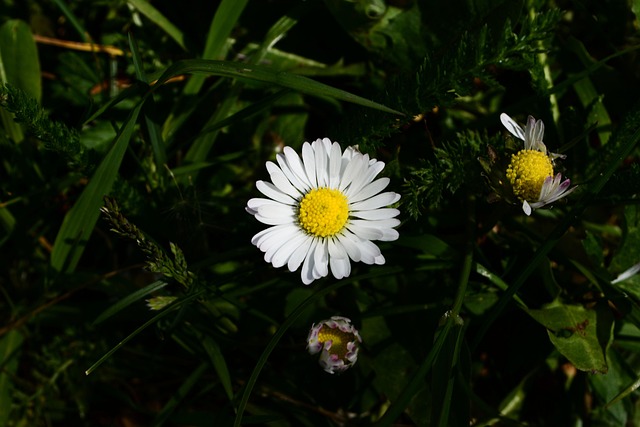 Bunga Aster Padang Rumput Alam - Foto gratis di Pixabay - Pixabay