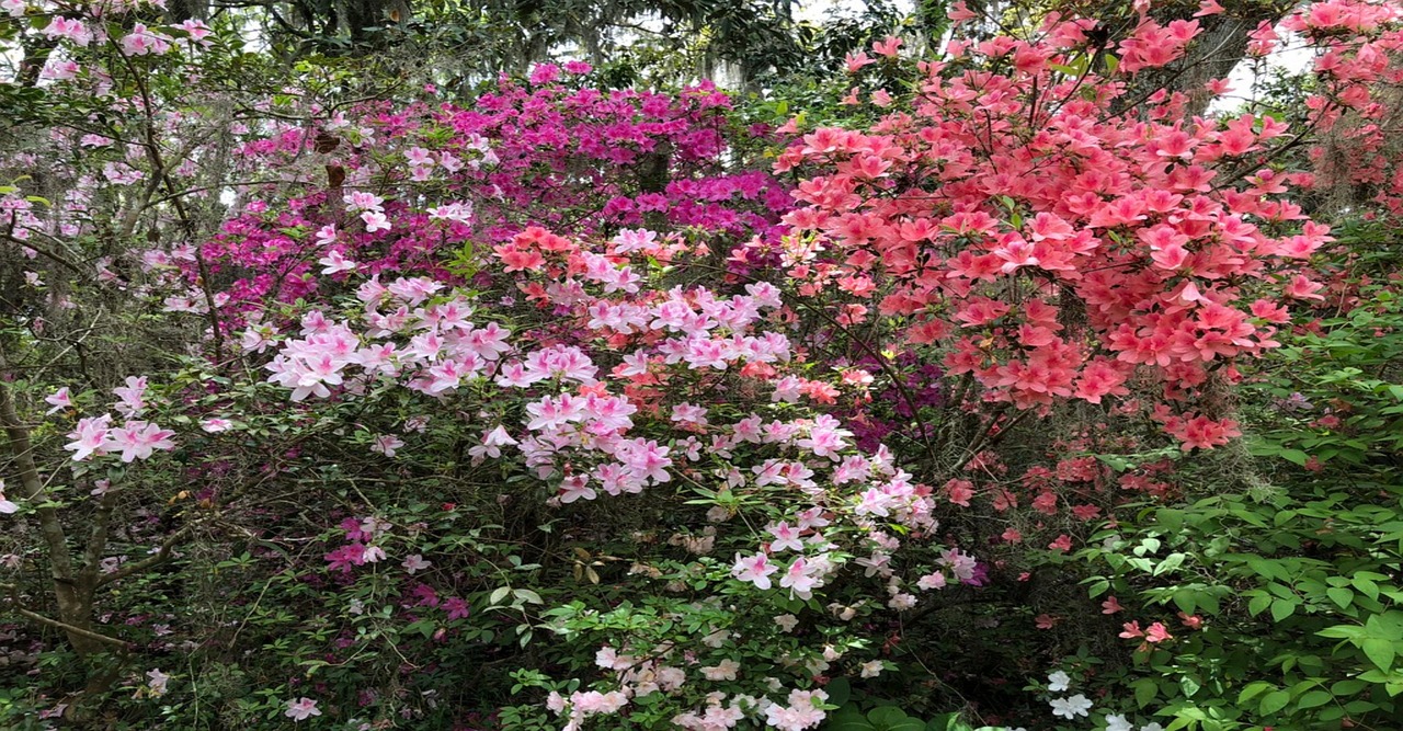 Magnolia Gardens Charlestón - Foto gratis en Pixabay - Pixabay