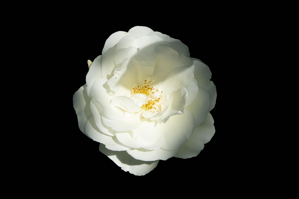 Rose Blanche Tableau - Photo gratuite sur Pixabay