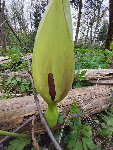 La Nature Végétation Plante - Photo gratuite sur Pixabay - Pixabay