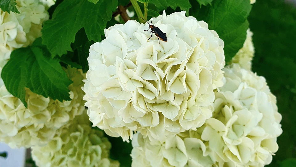 The Median White Flower - Free photo on Pixabay