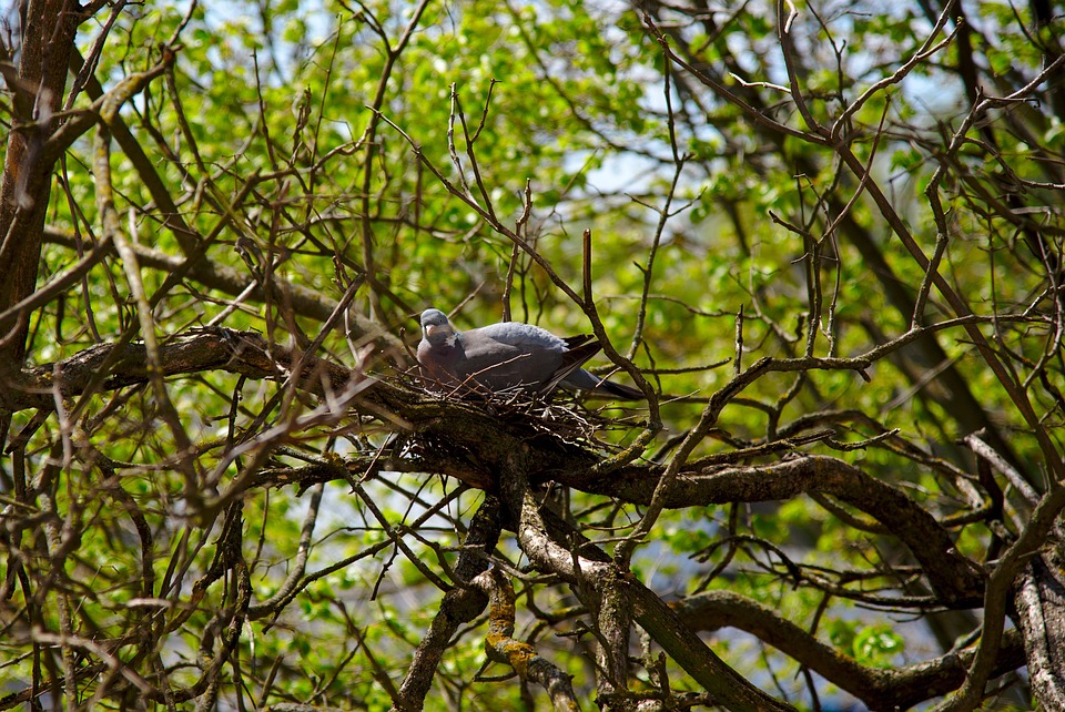 Pigeon Oiseau Nid - Photo gratuite sur Pixabay - Pixabay