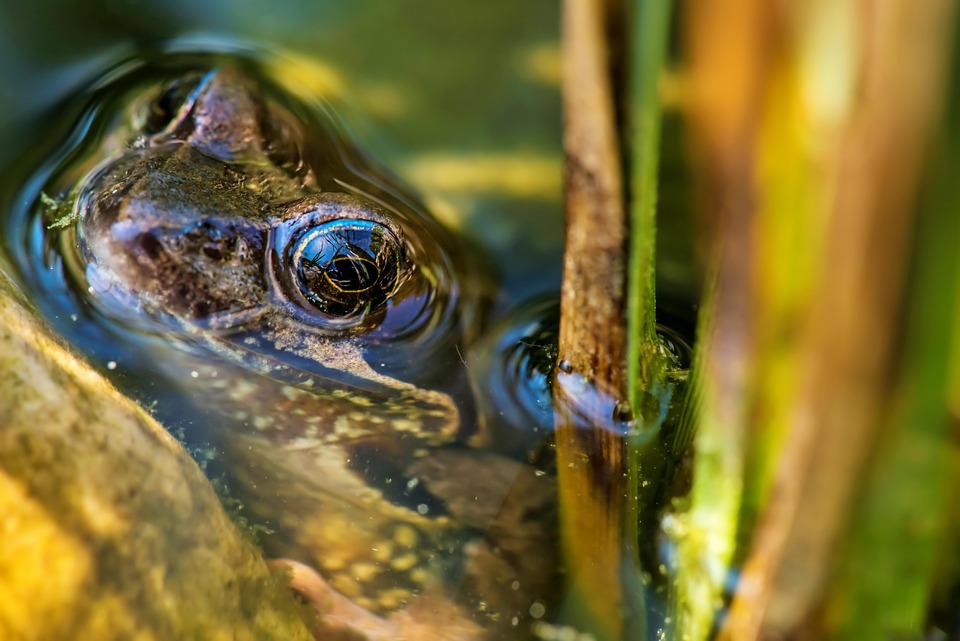 Frog Amphibian Joint - Free photo on Pixabay - Pixabay