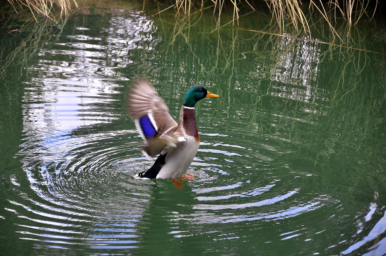 Pato Selvagem Agua - Foto gratuita no Pixabay - Pixabay