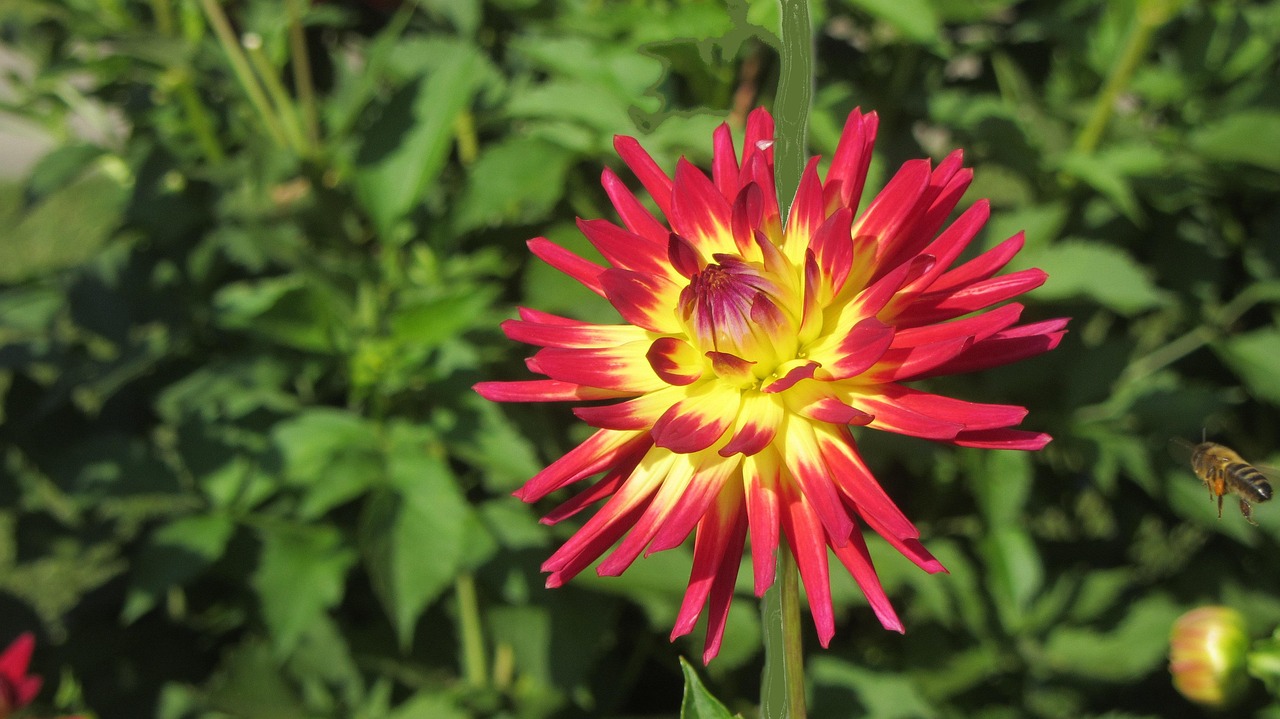 Dahlia Bunga Mekar - Foto gratis di Pixabay - Pixabay