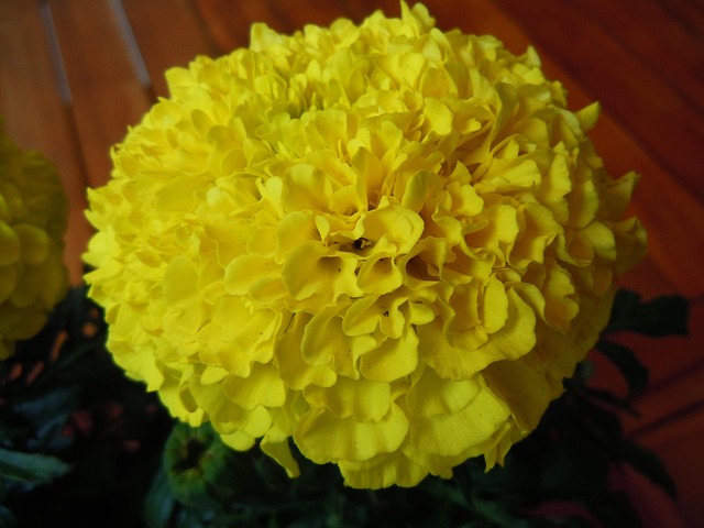 Page 20 - 2,000+ Free Marigold & Flower Images - Pixabay