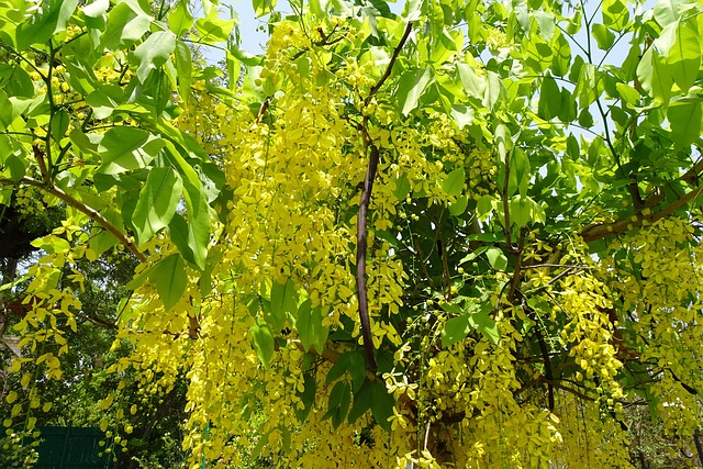 Flower Golden Shower Cassia - Free photo on Pixabay - Pixabay