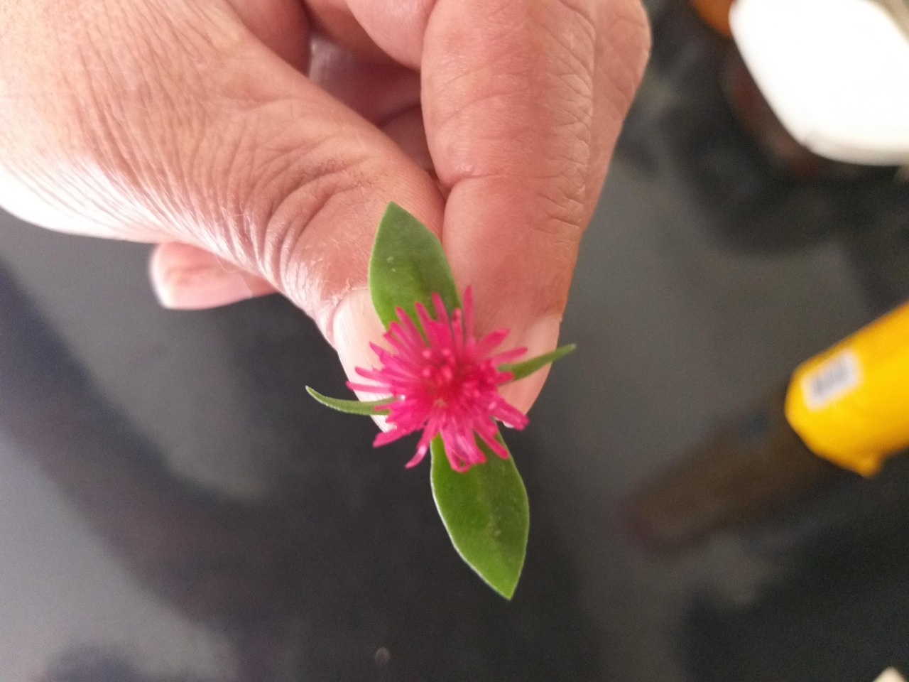 Flor Segurando Vermelha - Foto gratuita no Pixabay - Pixabay