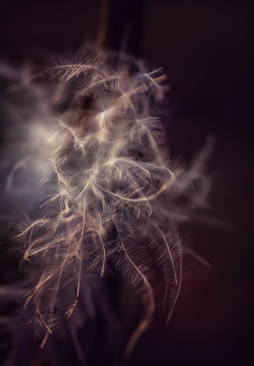 Feather Fluff - Free photo on Pixabay - Pixabay