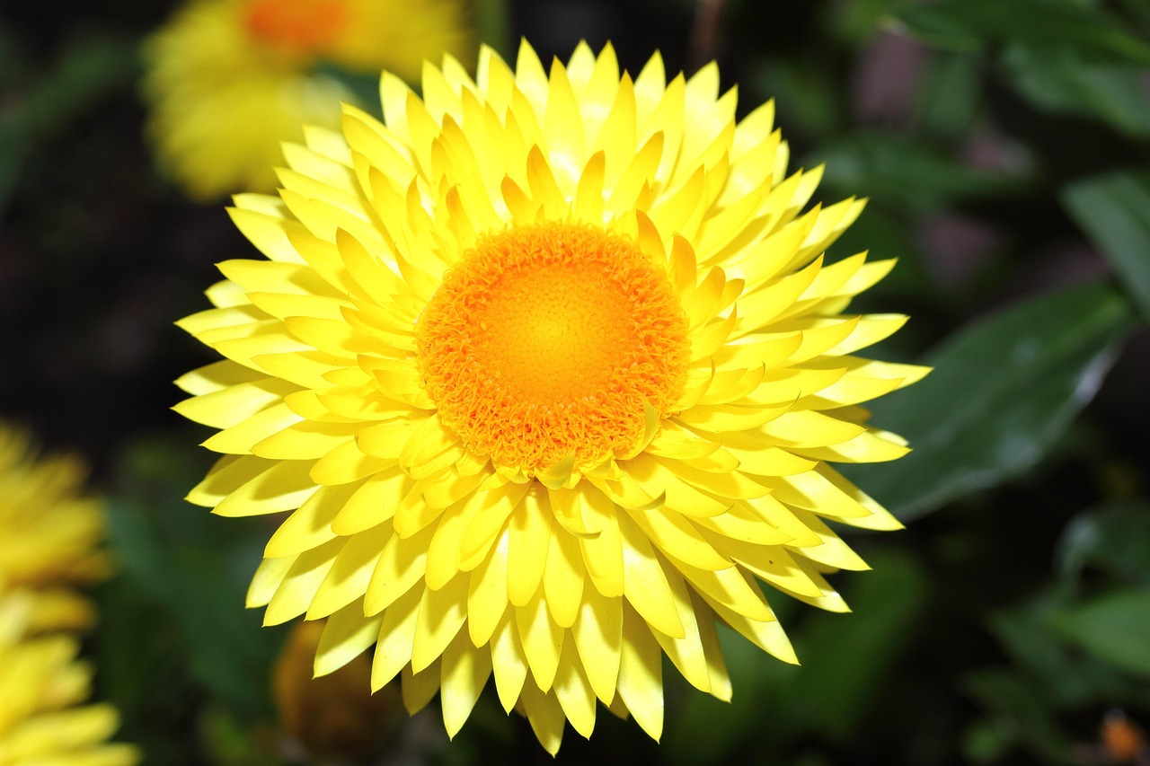 Flower Sun Bloom - Free photo on Pixabay