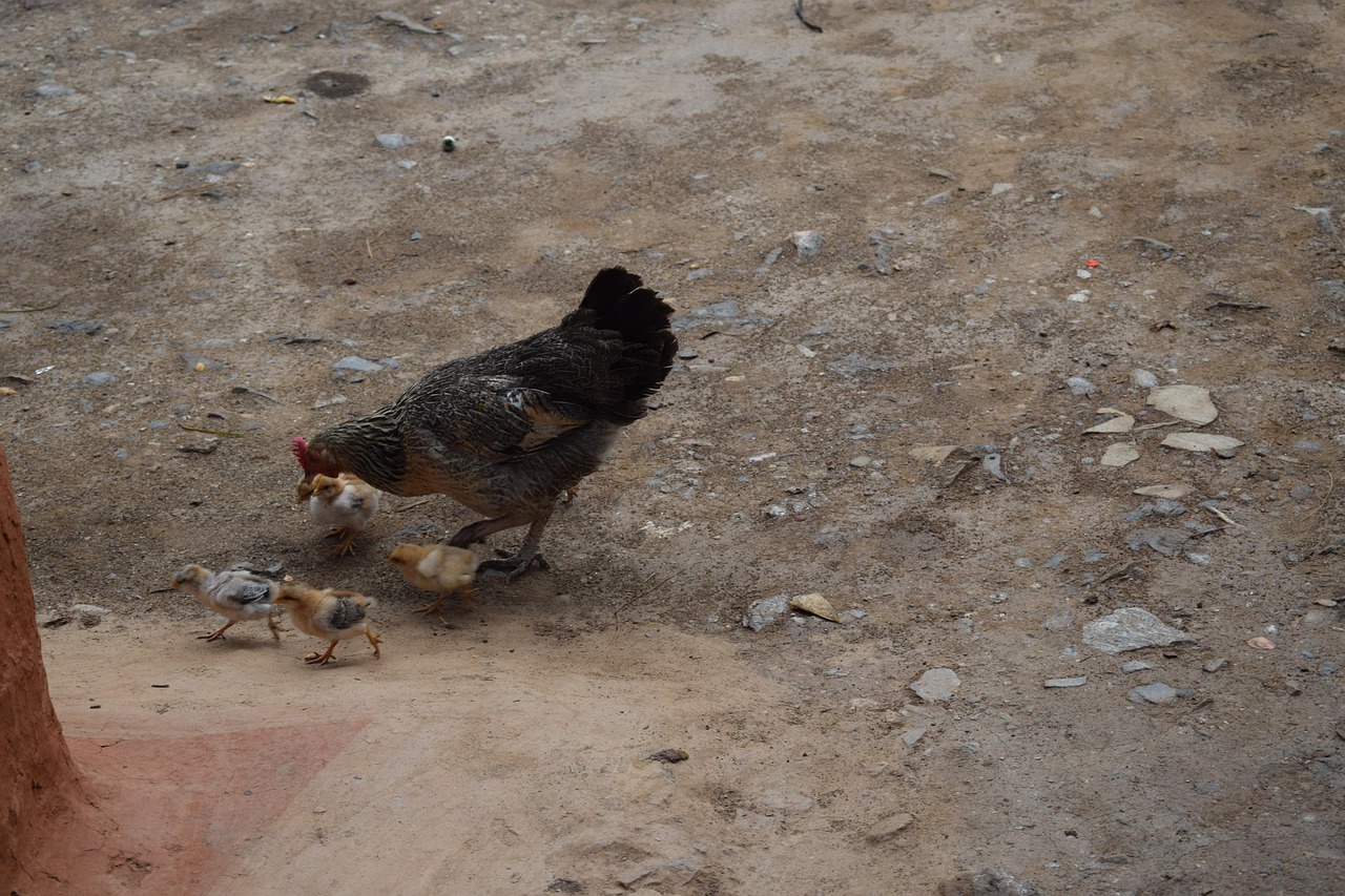 Chicken Hen Poultry - Free photo on Pixabay - Pixabay