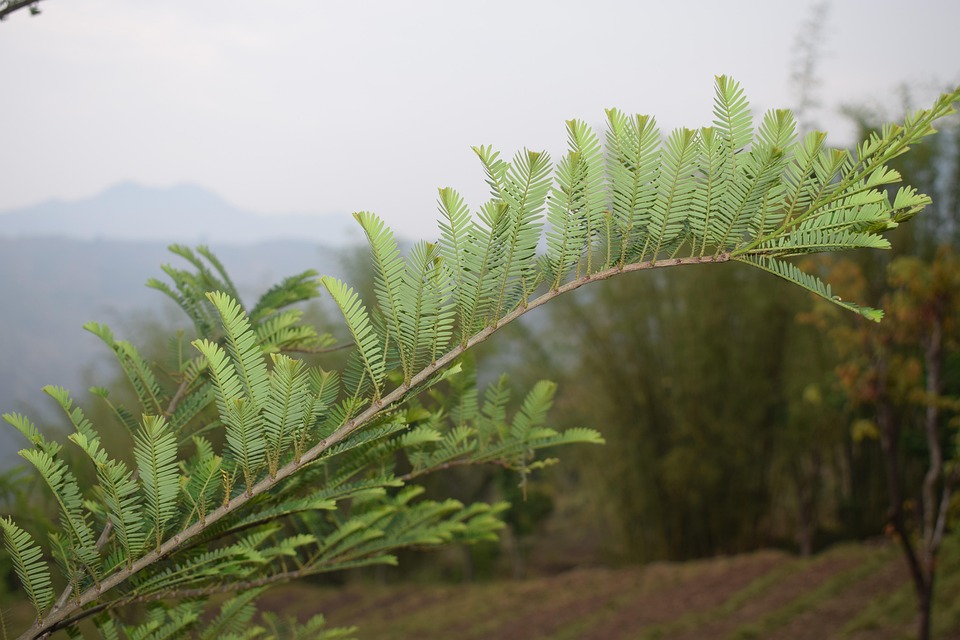 Tree Leaf Forest - Free photo on Pixabay