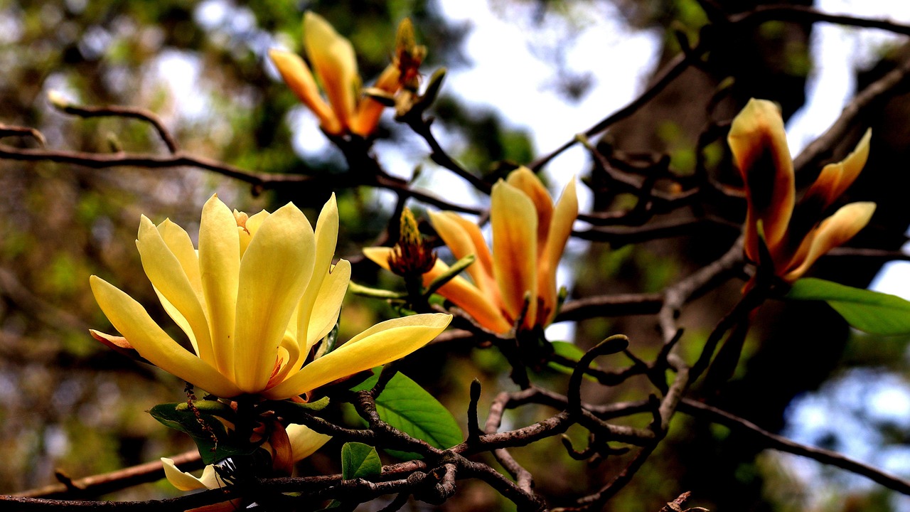 Natureza Flores Primavera - Foto gratuita no Pixabay - Pixabay