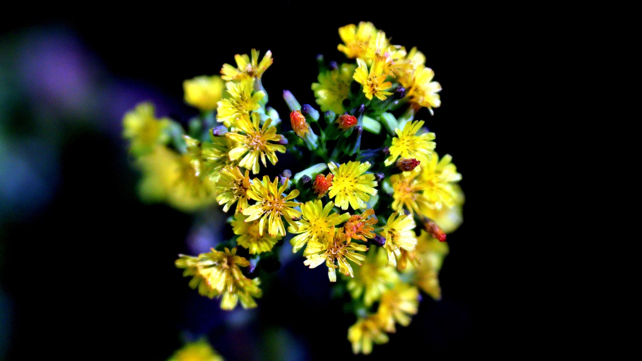 Natureza Flores Primavera - Foto gratuita no Pixabay - Pixabay