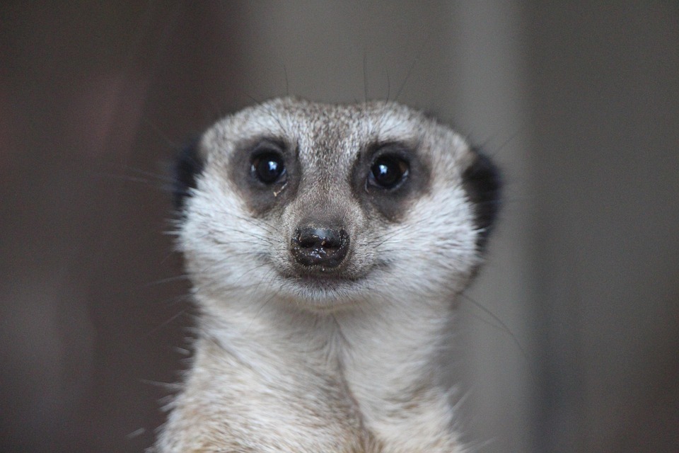 Meerkat Animal Mammal - Free photo on Pixabay