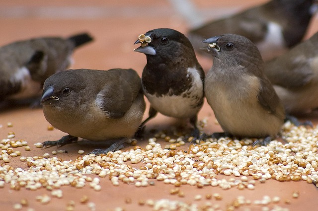 Bird Feeding Animal - Free photo on Pixabay - Pixabay