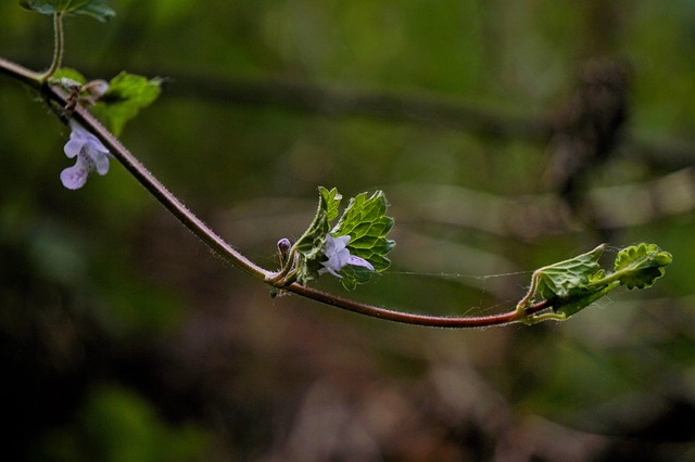 Long Bottle Bush Flower Stem Vine - Free photo on Pixabay - Pixabay