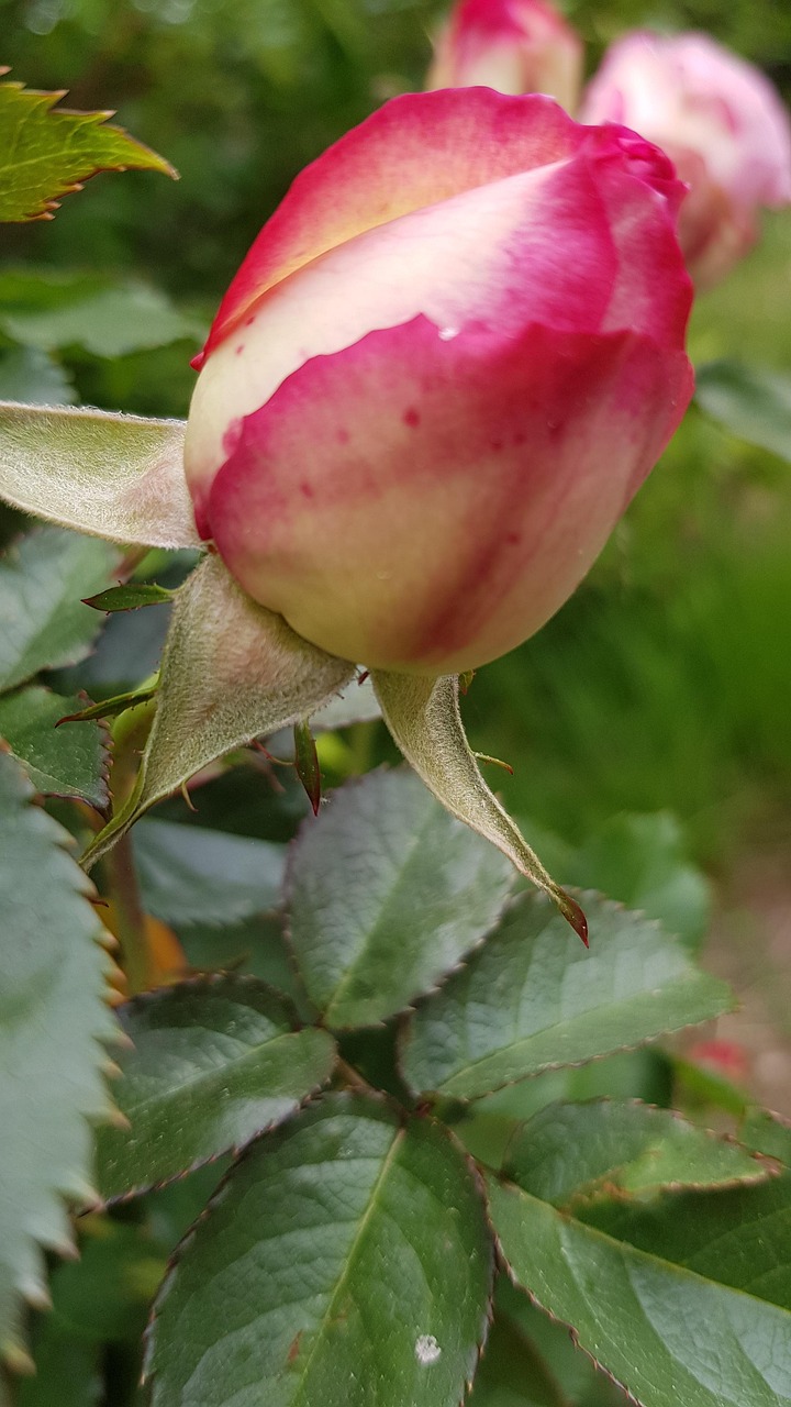 Merah Jambu Bunga Alam - Foto gratis di Pixabay - Pixabay