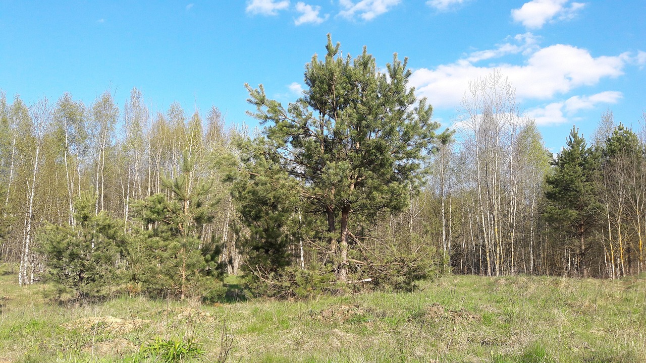 Natureza Primavera Floresta - Foto gratuita no Pixabay - Pixabay