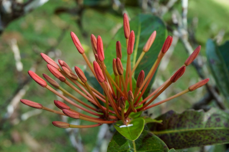 Flower Ixora Coccinea - Free photo on Pixabay - Pixabay