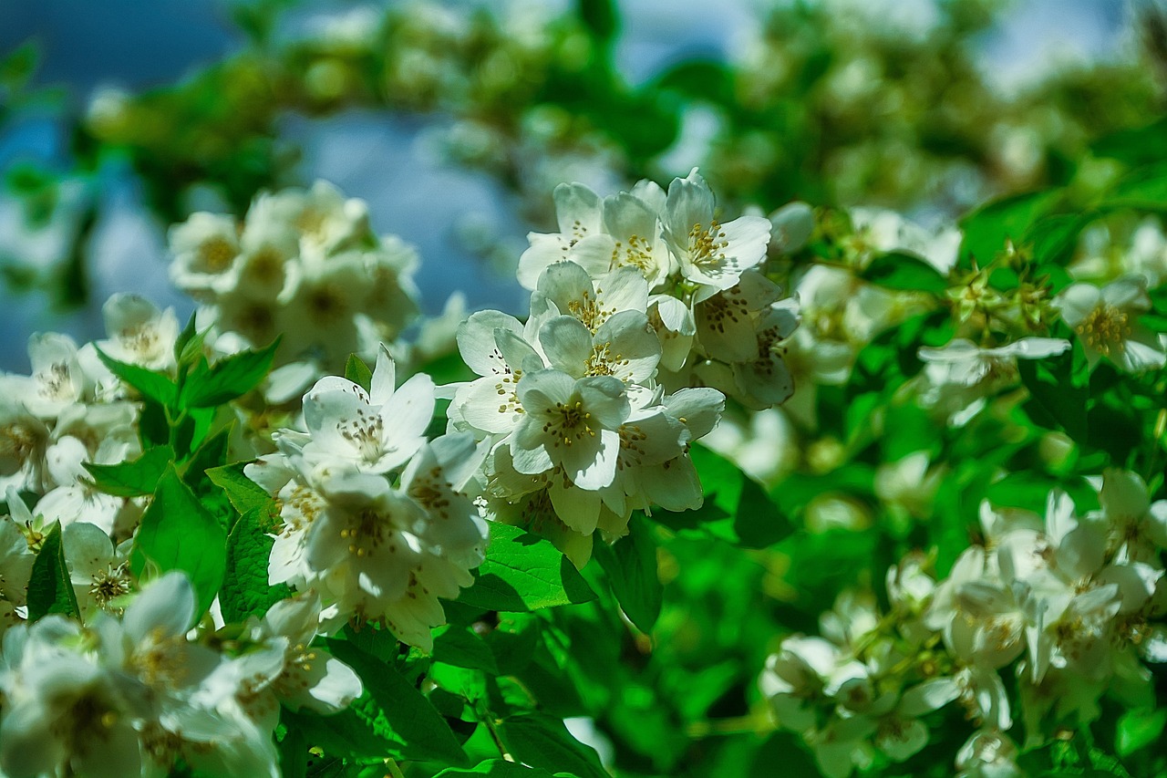 Shrub Shrubs Nature - Free photo on Pixabay